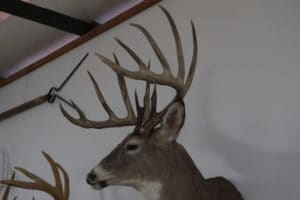 The Milo Hanson Buck: Still The Number One Typical Whitetail Nearly 30 ...