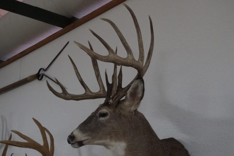 The Milo Hanson Buck: Still The Number One Typical Whitetail Nearly 30 ...