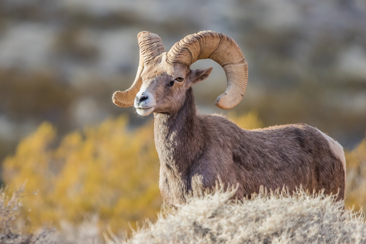 Wild Sheep Foundation Uses Education for Preservation - Outdoor ...