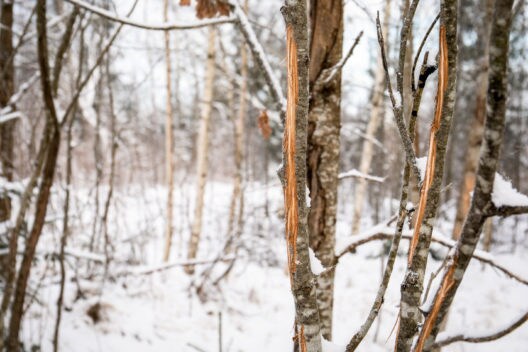 Buck Rubs: What They Mean and Why Deer Make Them - Outdoor Enthusiast ...