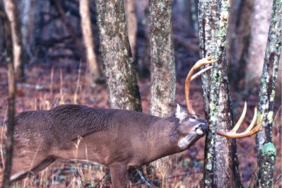 Buck Rubs: What They Mean and Why Deer Make Them - Outdoor Enthusiast ...