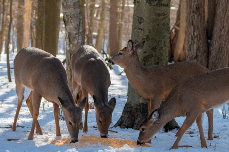 Deer Corn, Pros, Cons, and The Best Options Out There - Outdoor ...