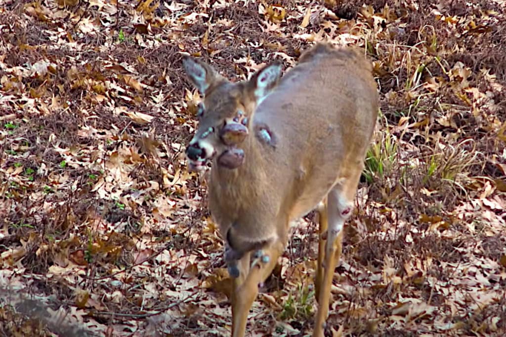 What Hunters Need to Know About Deer Warts on Whitetails - Outdoor ...