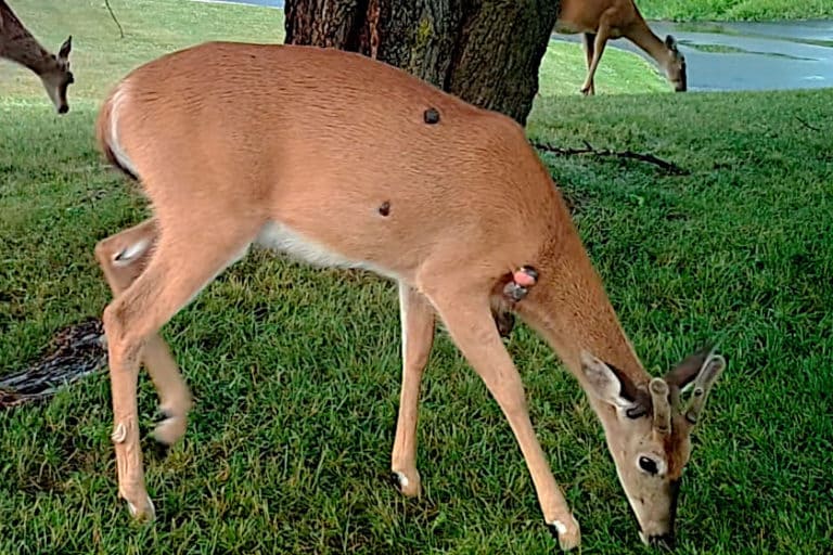What Hunters Need to Know About Deer Warts on Whitetails - Outdoor ...