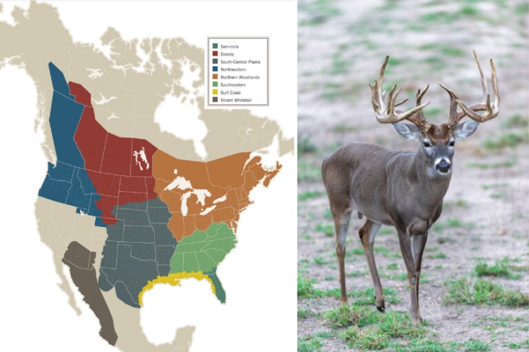 Whitetail Grand Slam: Everything to Know Before Setting Out On This ...