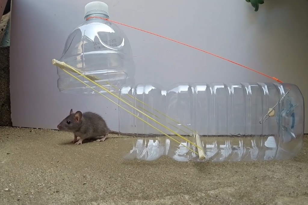 6 DIY Mouse Traps You Can Make Out of Materials in Your House - Outdoor ...