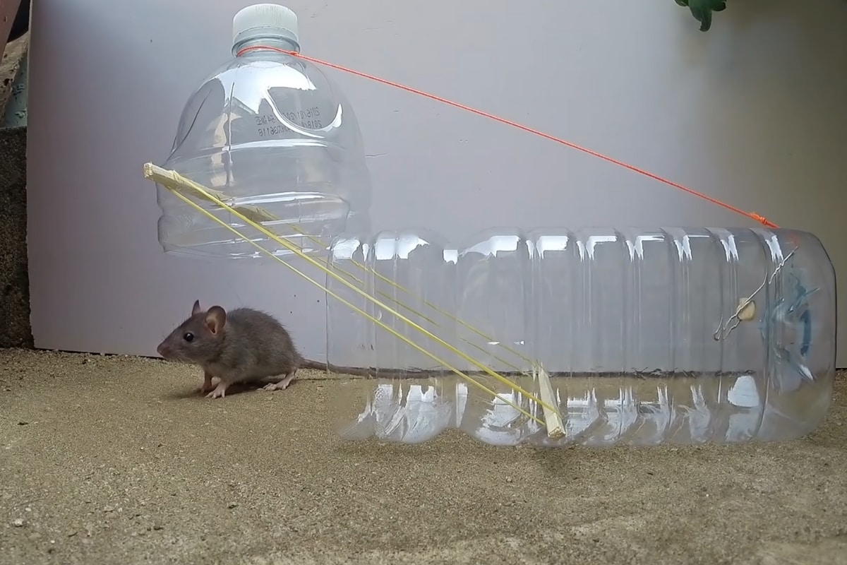 6 DIY Mouse Traps You Can Make Out of Materials in Your House - Outdoor ...