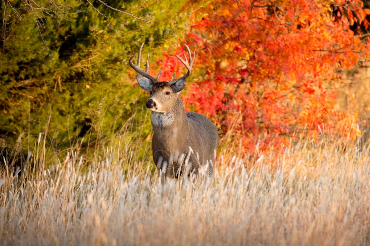 Deer Decoys: Top Options, Strategies, and a Few Hot Tips - Outdoor ...