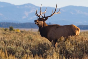 Elk Sounds and What They Mean When You Hear Them - Outdoor Enthusiast ...