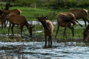 Elk Sounds and What They Mean When You Hear Them - Outdoor Enthusiast ...