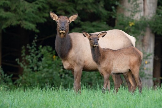Elk Sounds and What They Mean When You Hear Them - Outdoor Enthusiast ...