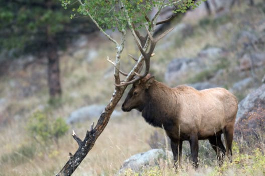 How to Identify Elk Sign for Both Hunters and Non-Hunters - Outdoor ...
