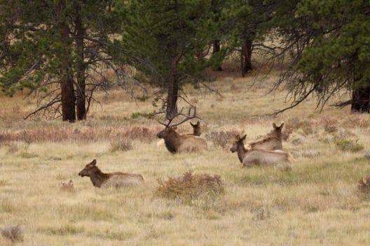 How to Identify Elk Sign for Both Hunters and Non-Hunters - Outdoor ...