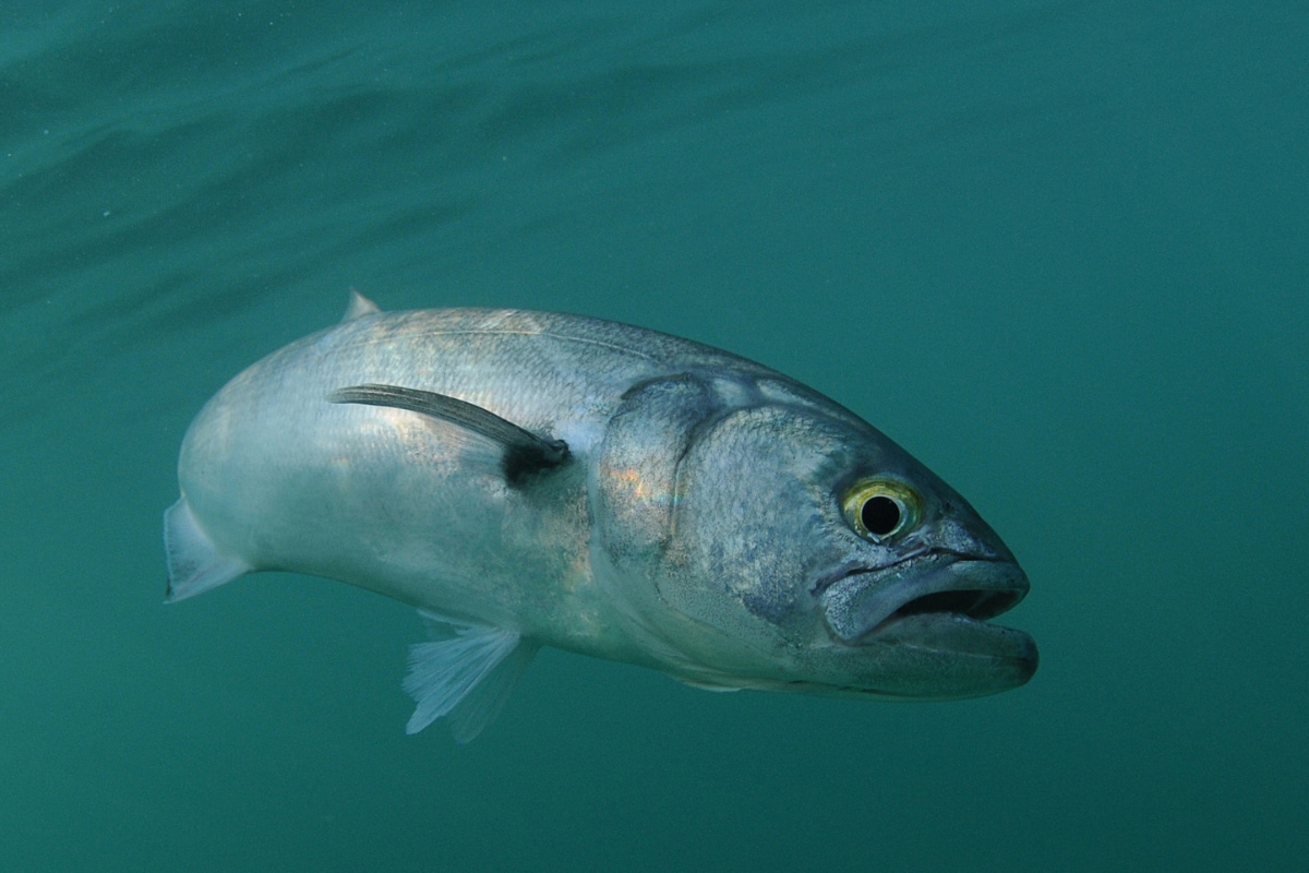Species Profile: The Voracious Saltwater Bluefish - Outdoor Enthusiast ...