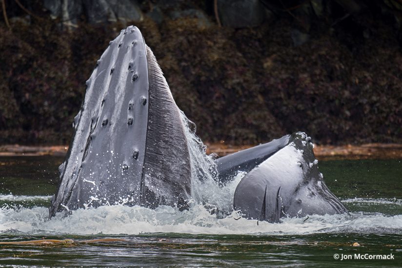 The Great Bear Rainforest - Outdoor Enthusiast Lifestyle Magazine
