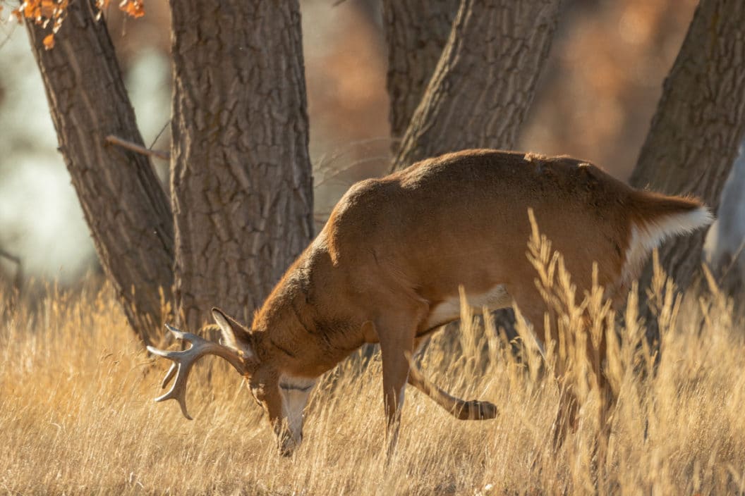 Yes, You Can Spot and Stalk Whitetail Deer: 5 Tips for Making it Happen ...