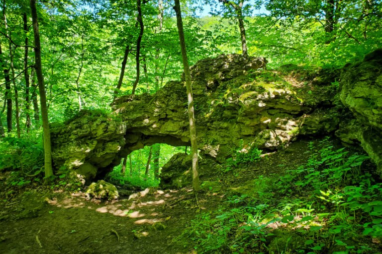5 Best Whitetail Hunting States in the Midwest, Ranked - Outdoor ...