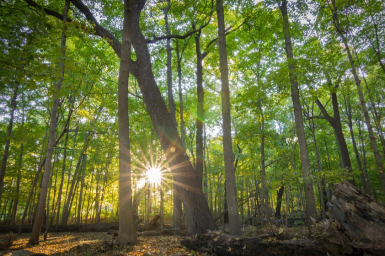 5 Best Whitetail Hunting States in the Midwest, Ranked - Outdoor ...