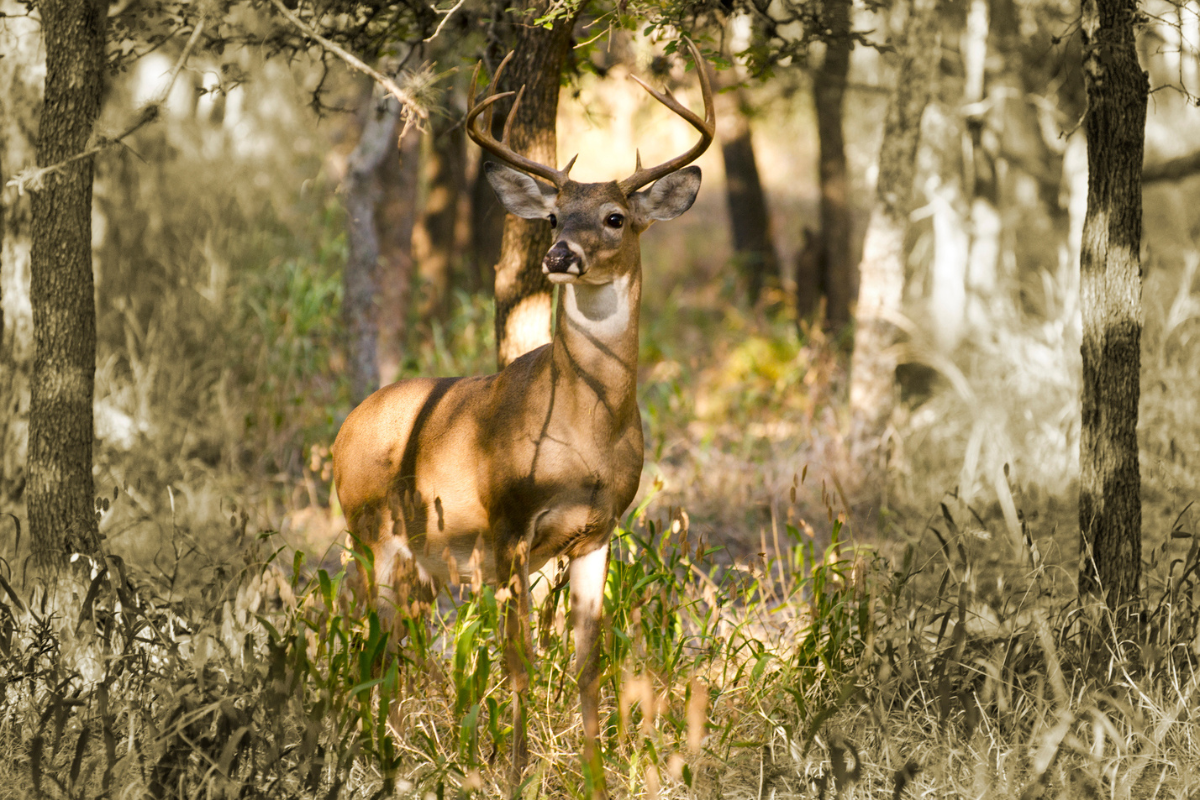 5 Best Whitetail Hunting States in the Southeastern U.S. - Outdoor ...