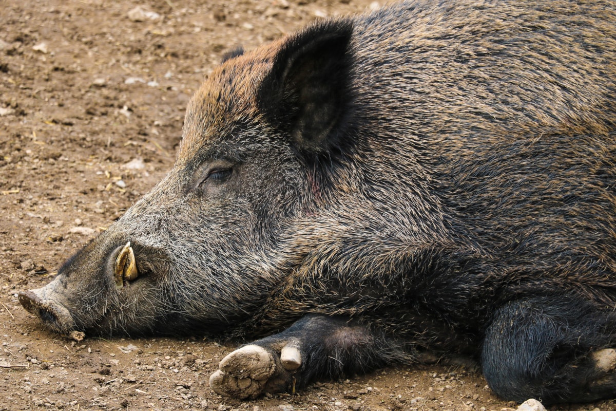 5 of the Best Options for a Good Hog Hunting Gun - Outdoor Enthusiast ...