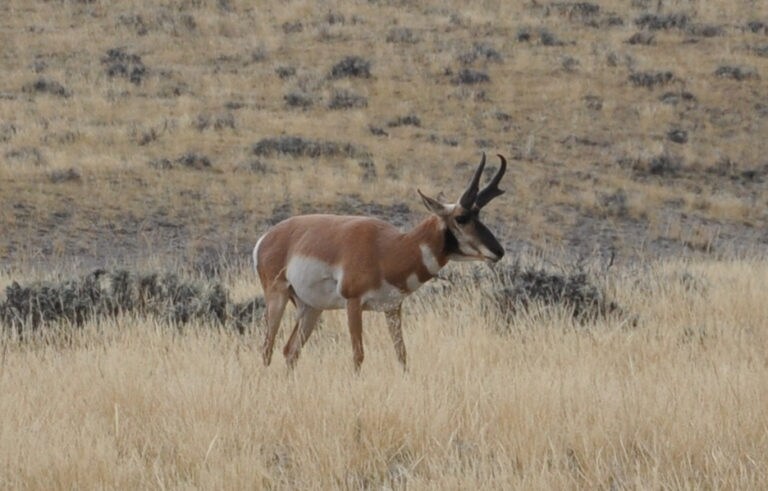 6 Best Pronghorn Antelope Hunting States - Outdoor Enthusiast Lifestyle ...