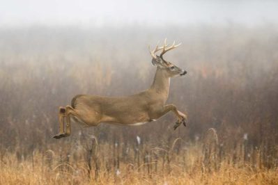 Why You Shouldn’t Shoot at Running Game Animals - Outdoor Enthusiast ...