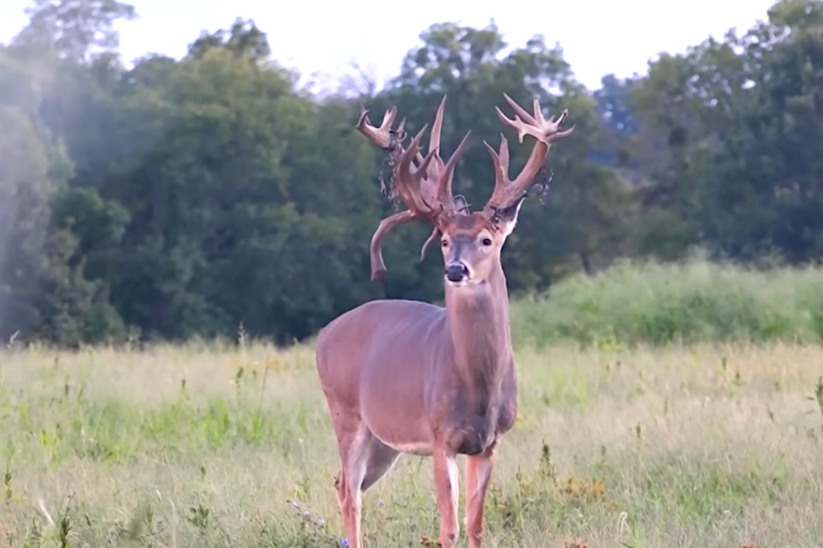 Early Season Bowhunt Nets Giant Kentucky Non-Typical Buck - Outdoor ...