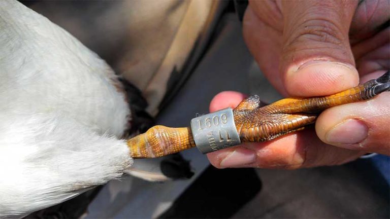 How Old is an Old Duck? The Typical Lifespans of Waterfowl Species ...