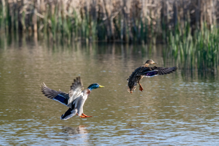 How Old is an Old Duck? The Typical Lifespans of Waterfowl Species ...