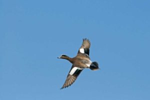 How Old is an Old Duck? The Typical Lifespans of Waterfowl Species ...