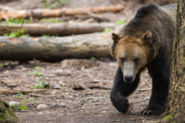 Use These Rifles When Hunting Black Bears and Grizzlies - Outdoor ...