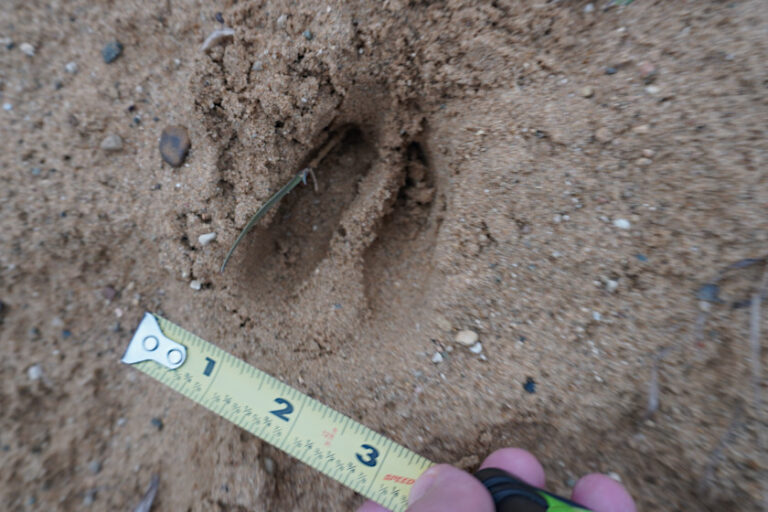 Deer Tracks, Identification and What Hunters Can Learn From Them ...