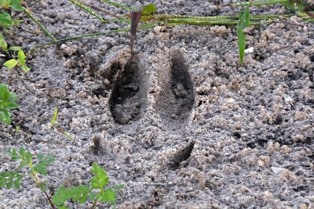 Deer Tracks, Identification and What Hunters Can Learn From Them ...