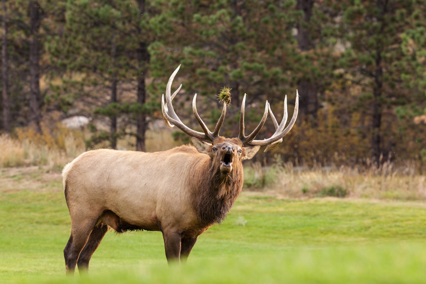 How to Go On an Elk Hunt in Michigan - Outdoor Enthusiast Lifestyle ...