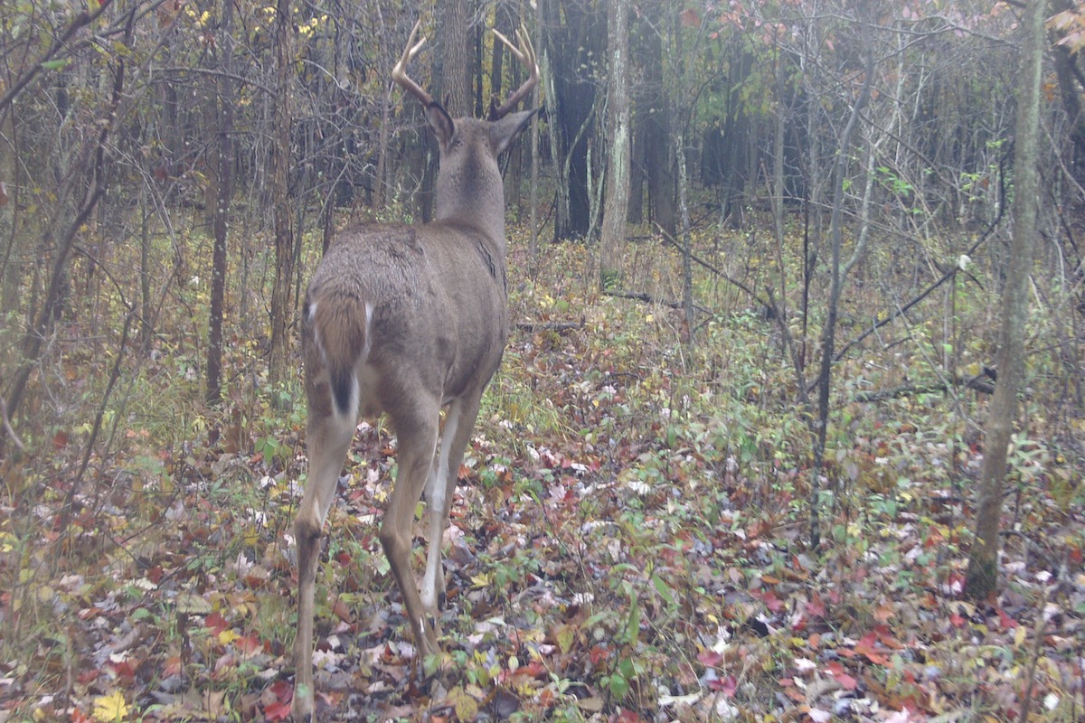 4 Things to Change Before Deer Season Ends - Outdoor Enthusiast ...