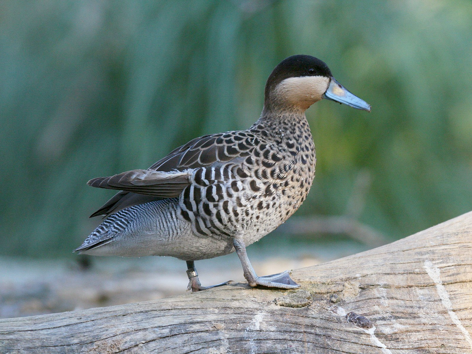 6 Rare Duck Species Every Hunter is Dying to Bag - Outdoor Enthusiast ...
