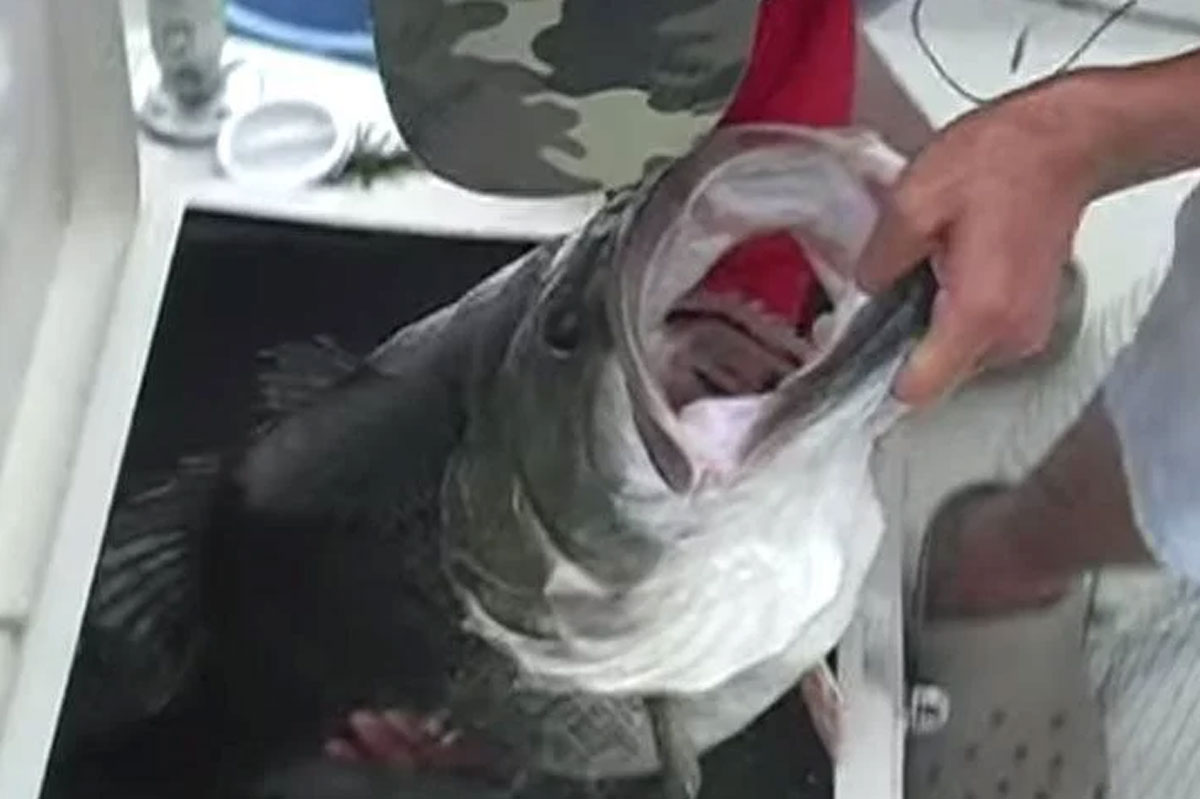 World Record: Heaviest Largemouth Bass Ever Landed Captured on Video ...