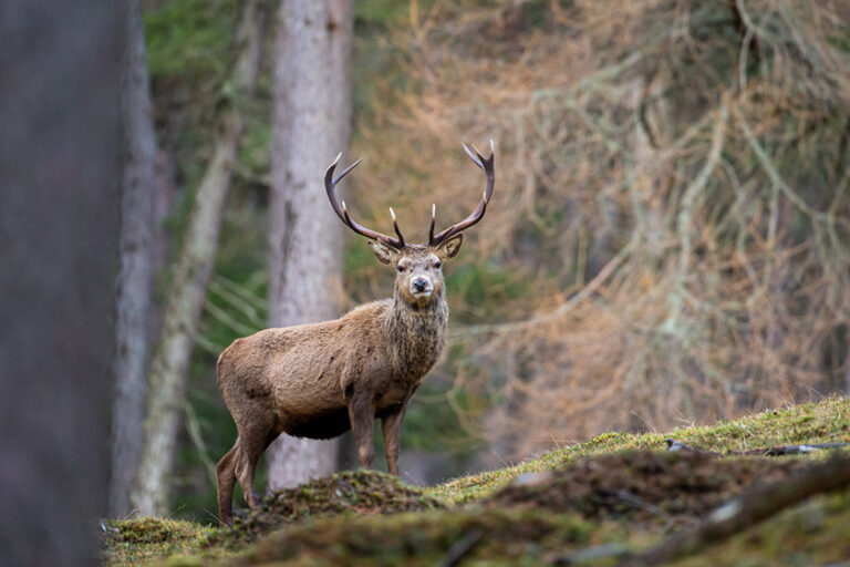 10 of the Best Countries for Hunting Outside the U.S. - Outdoor ...
