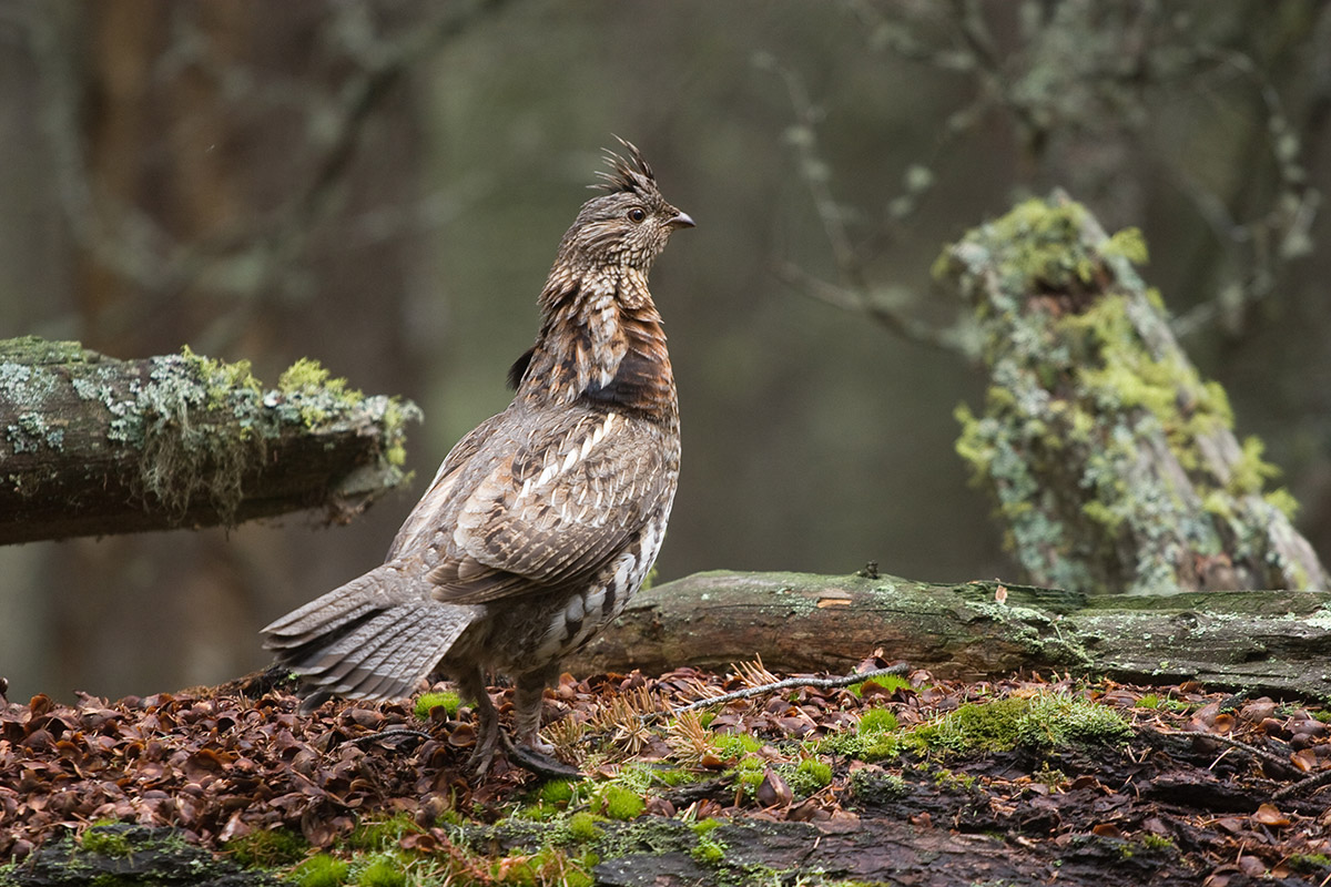 5 Best Ruffed Grouse Hunting States - Outdoor Enthusiast Lifestyle Magazine
