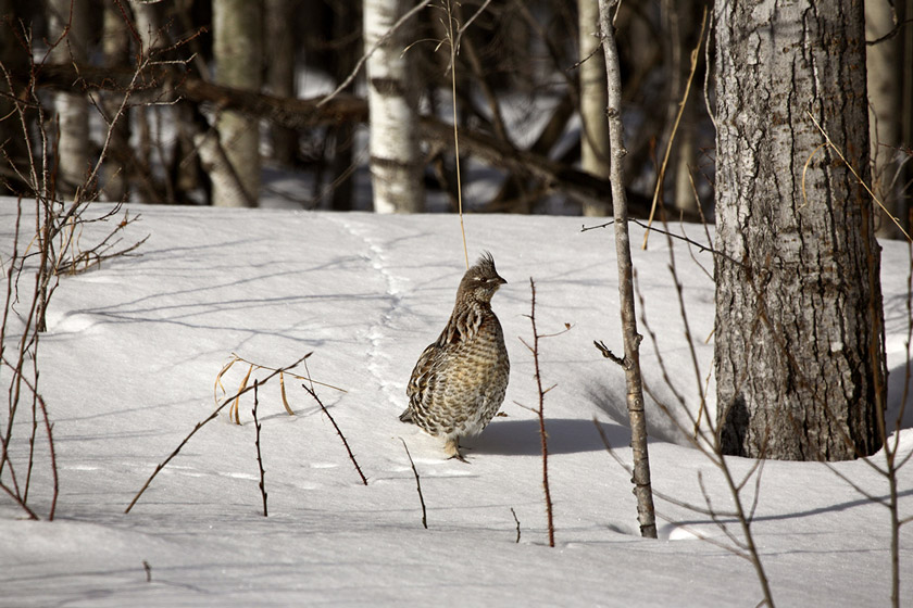 5 Best Ruffed Grouse Hunting States - Outdoor Enthusiast Lifestyle Magazine