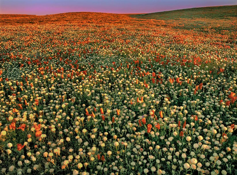The Best Places To Photograph Spring Wildflowers - Outdoor Enthusiast ...