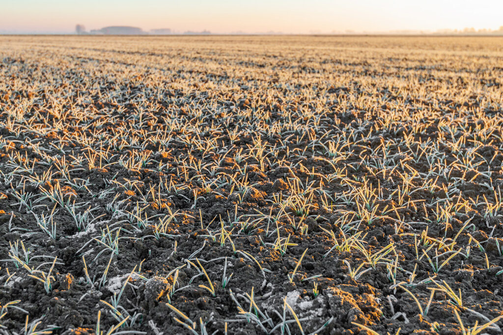Tips for Making the Most of Frost Seeding Food Plots - Outdoor ...